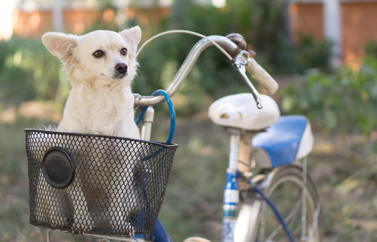Koszyk na rower dla psa – jak wozić psa na rowerze? | CentrumRowerowe.pl